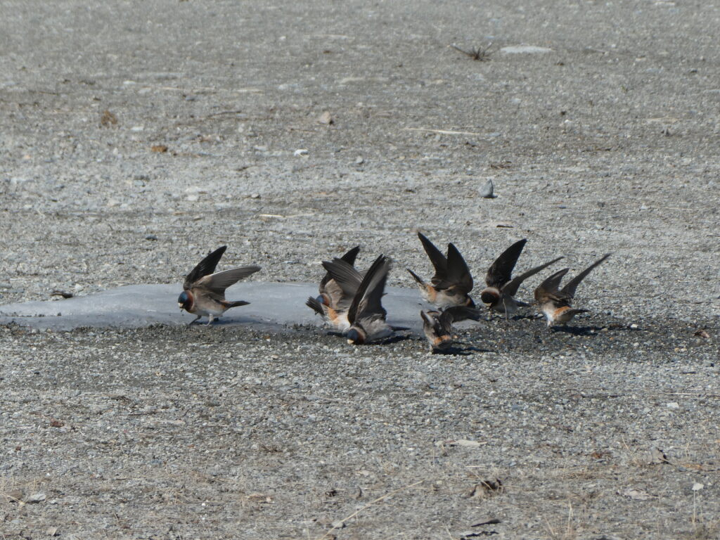 2023 Atigun Awards spotlight, Environment: Pump Station 12 Facility ...